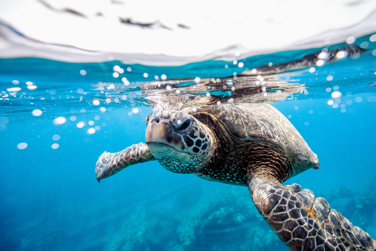 Pacific Environment | Environmental solutions for people & the planet
